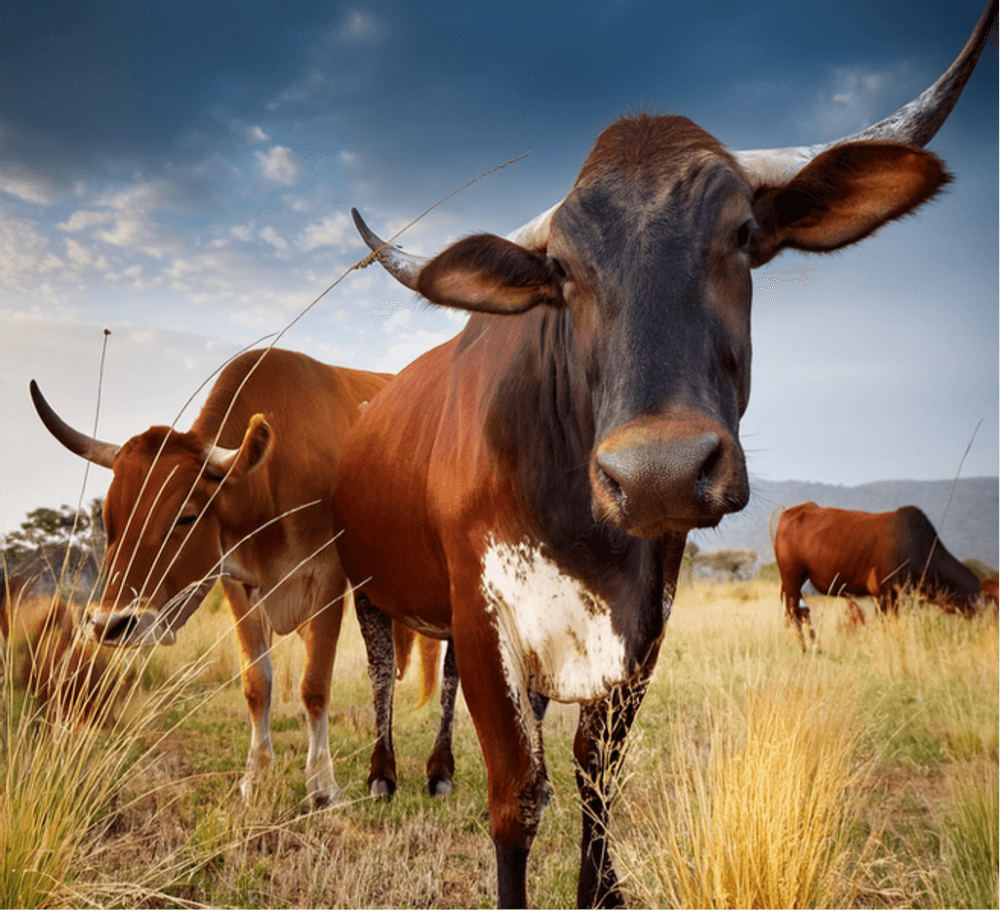 The Genetic Structure and Diversity of Smallholder Dairy Cattle in Rwanda